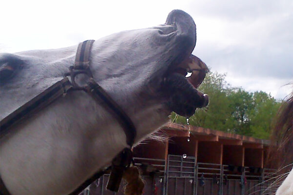 Tarifs - Poney Club de Vélizy